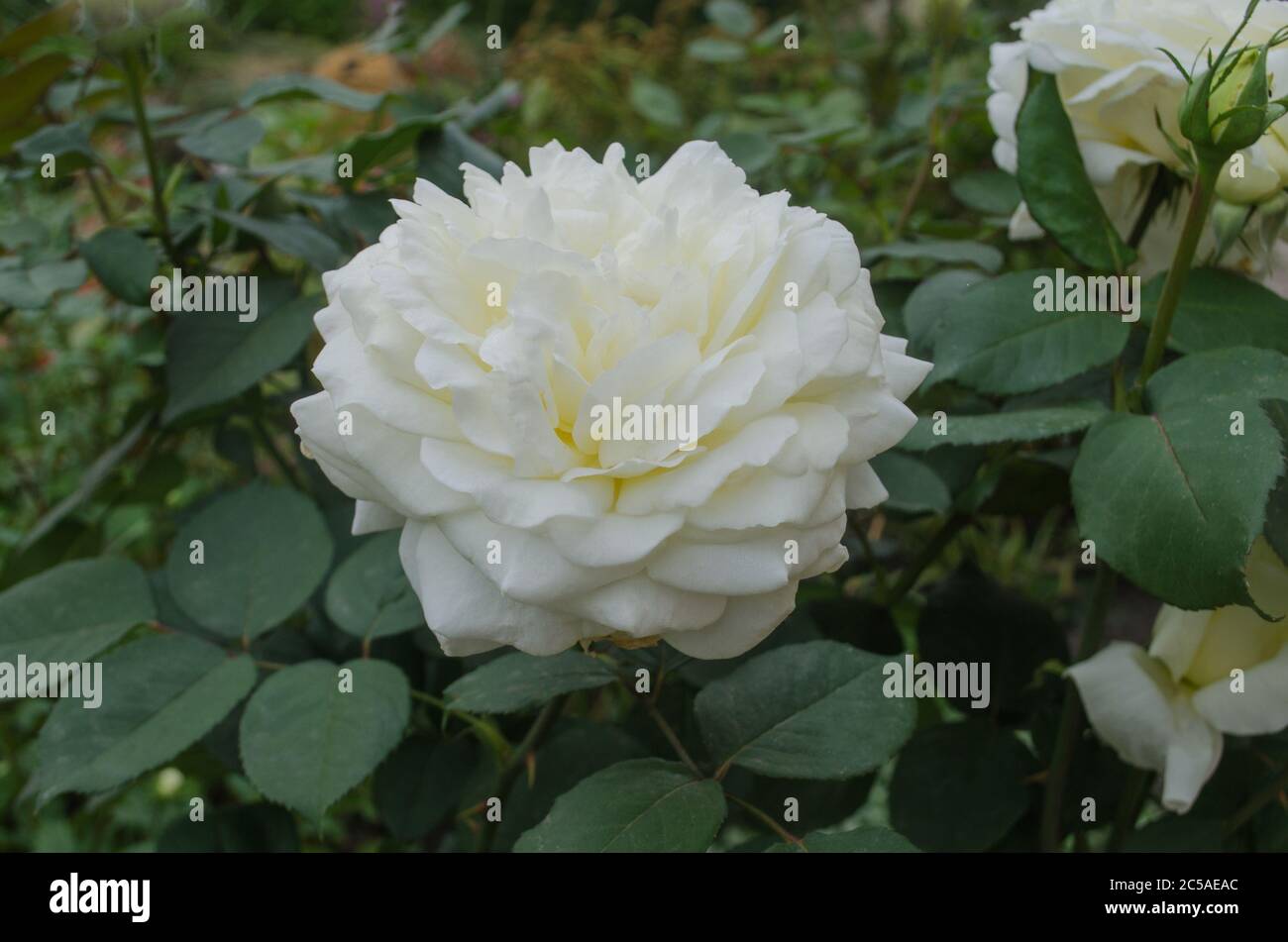 White roses blooms in the garden. White rose bush. White rose in a ...