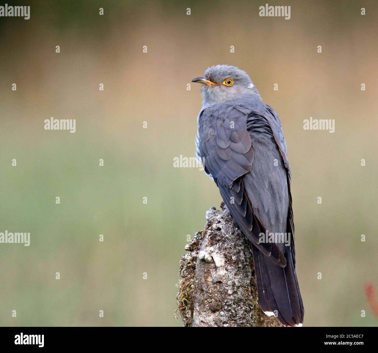 Male cuckoo feeding and displaying on a perch Stock Photo - Alamy