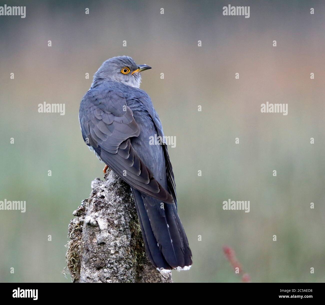 Male cuckoo feeding and displaying on a perch Stock Photo - Alamy