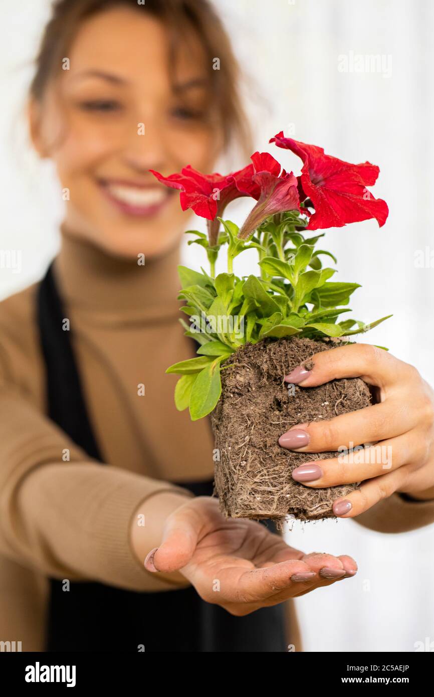 Attractive joyful girl holding flower petunia sprout with roots before ...