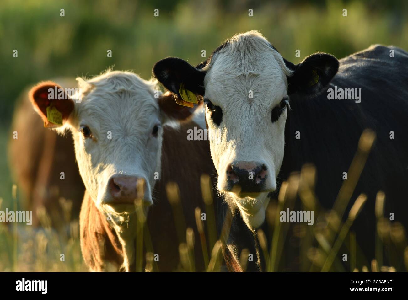Domestic cows breeding on the meadow Stock Photo - Alamy