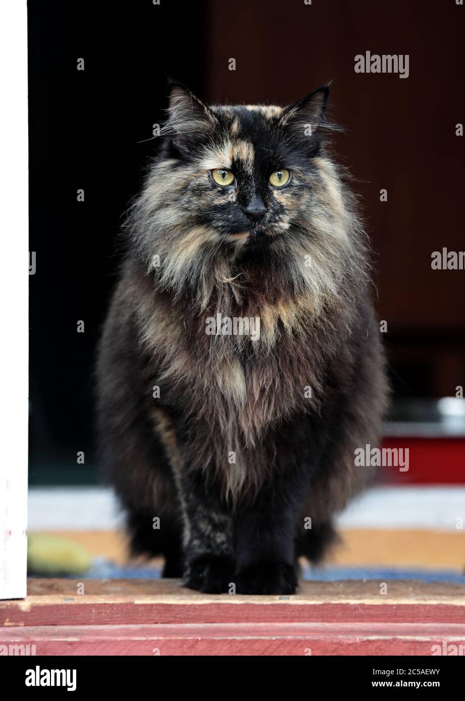 A beautiful portrait of a tortoiseshell norwegian forest cat female ...