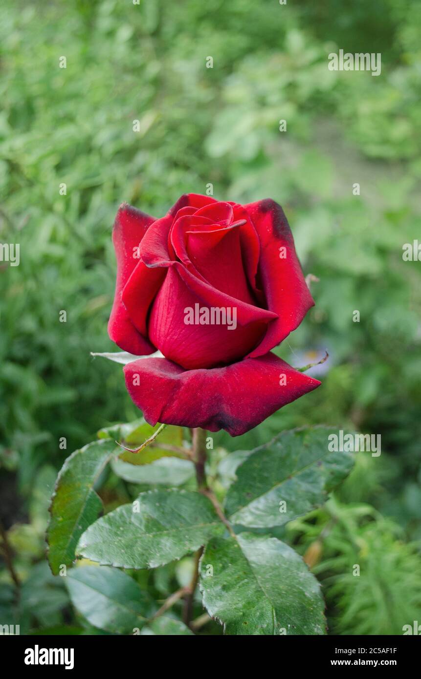 Red rose flower background. Red roses on a bush in a garden. Red rose ...