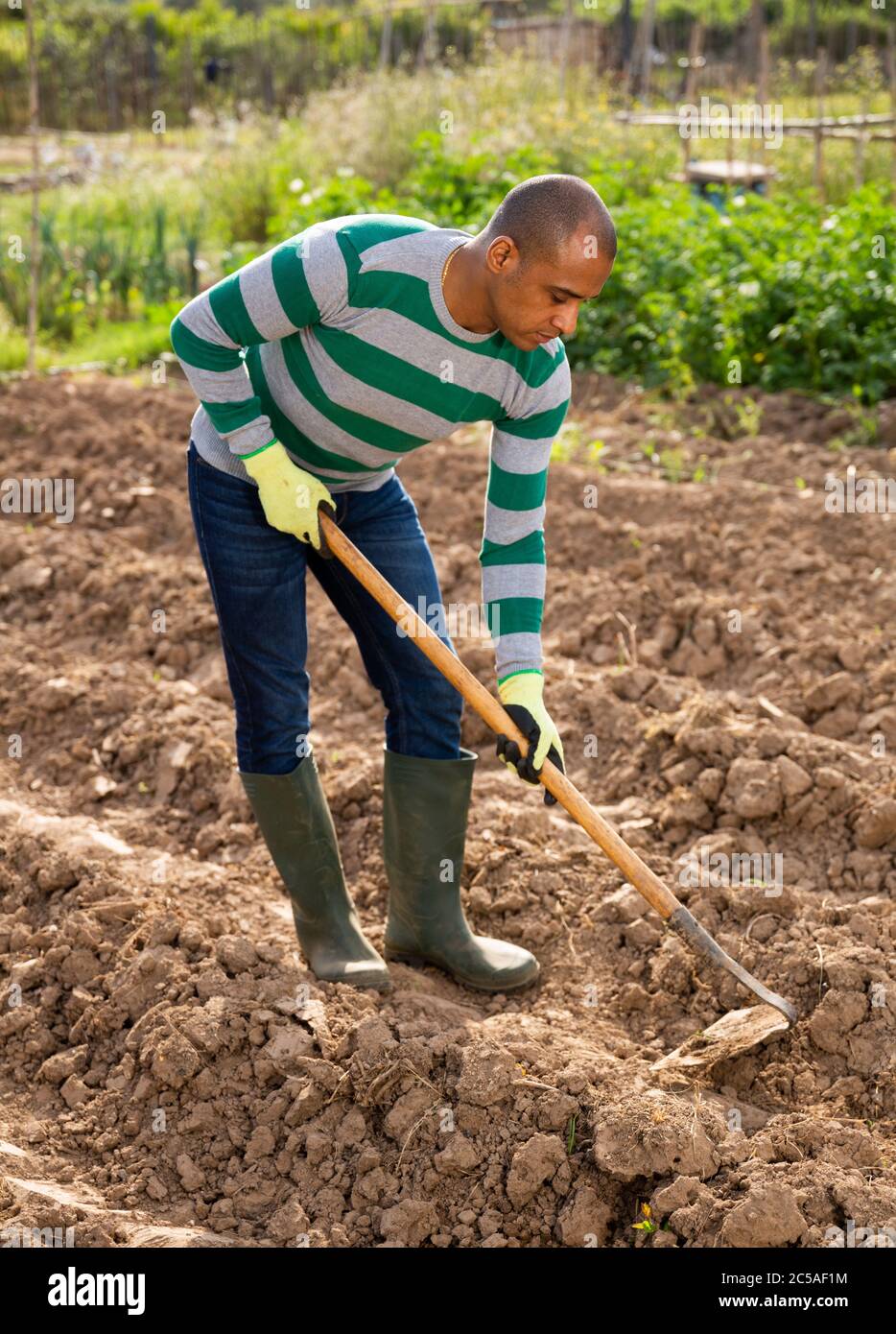 Adult Hispanic man working soil with hoe at his smallholding during ...