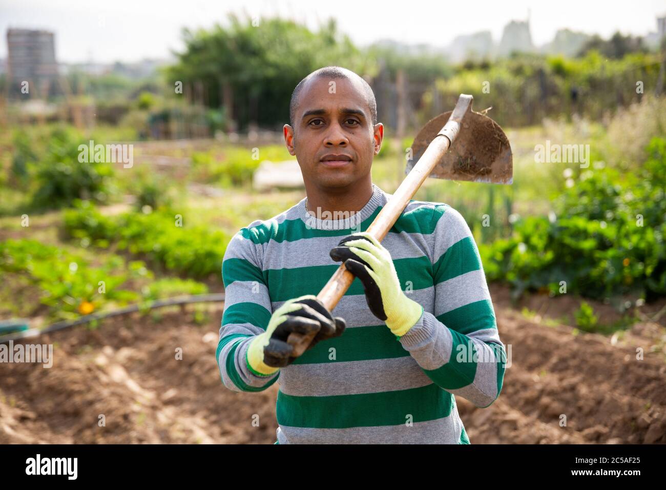Indian man professional horticulturist with garden mattock at land in ...