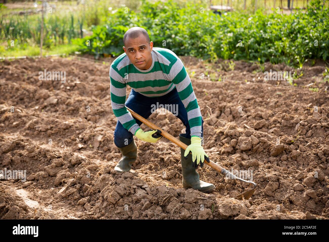 Indian man professional horticulturist with garden mattock at land in ...