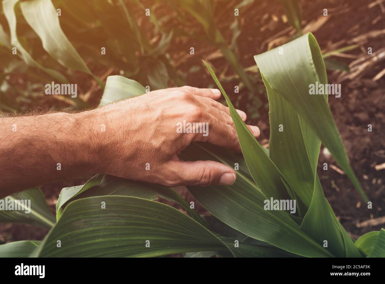 Corn crops growth control concept, farmer agronomist examining maize ...