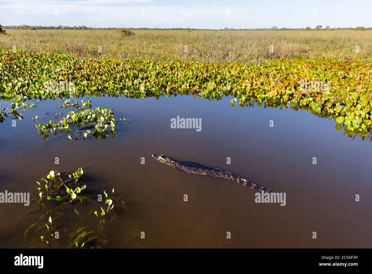 A Pantanal Caiman (Yacare caiman) swimming Stock Photo - Alamy