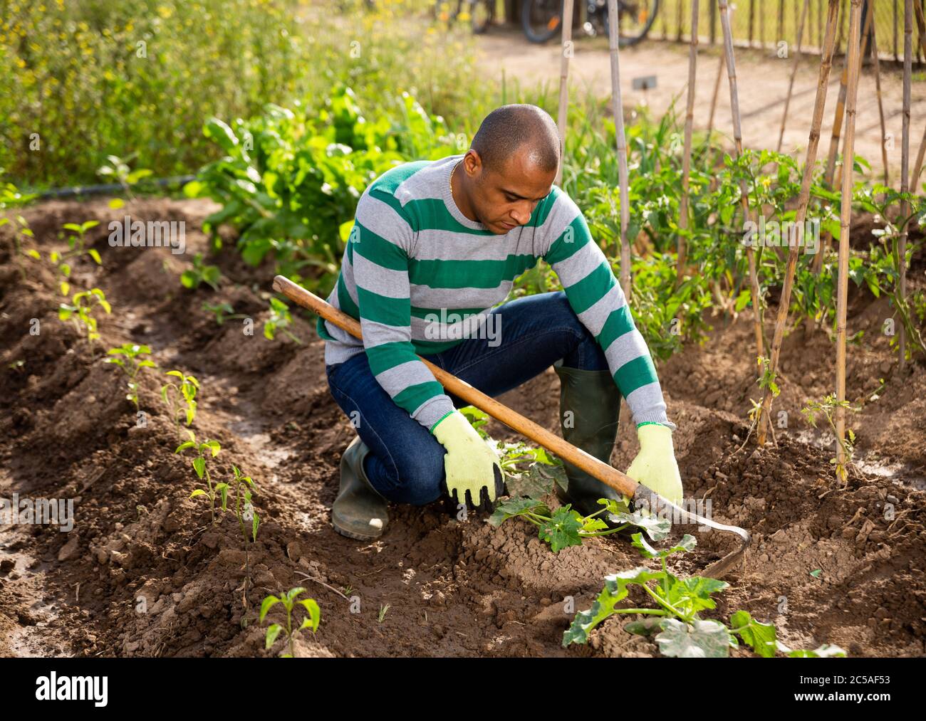 Indian man professional horticulturist with garden mattock at land in ...