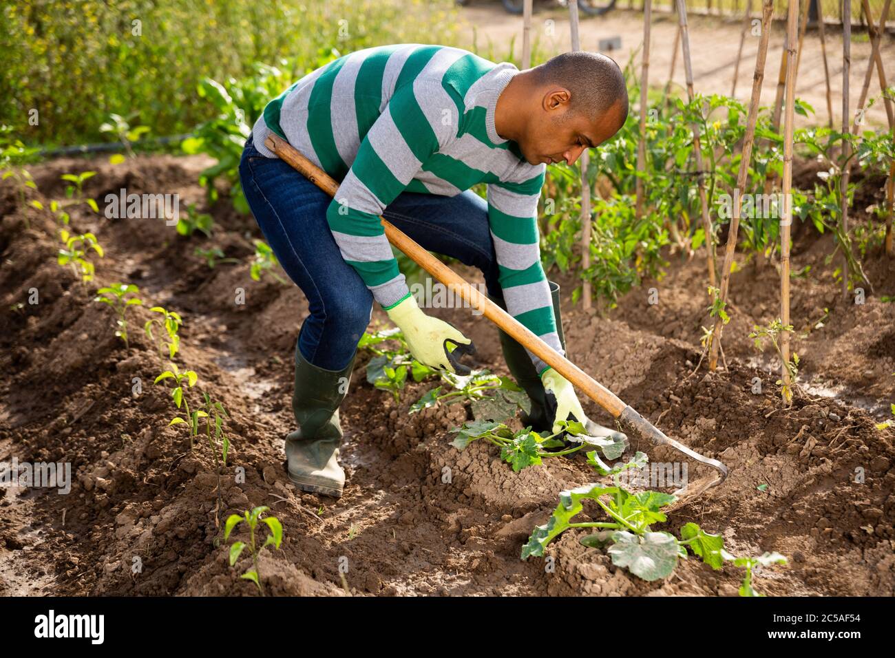 Focused Indian man working with hoe in kitchen garden, hoeing soil ...