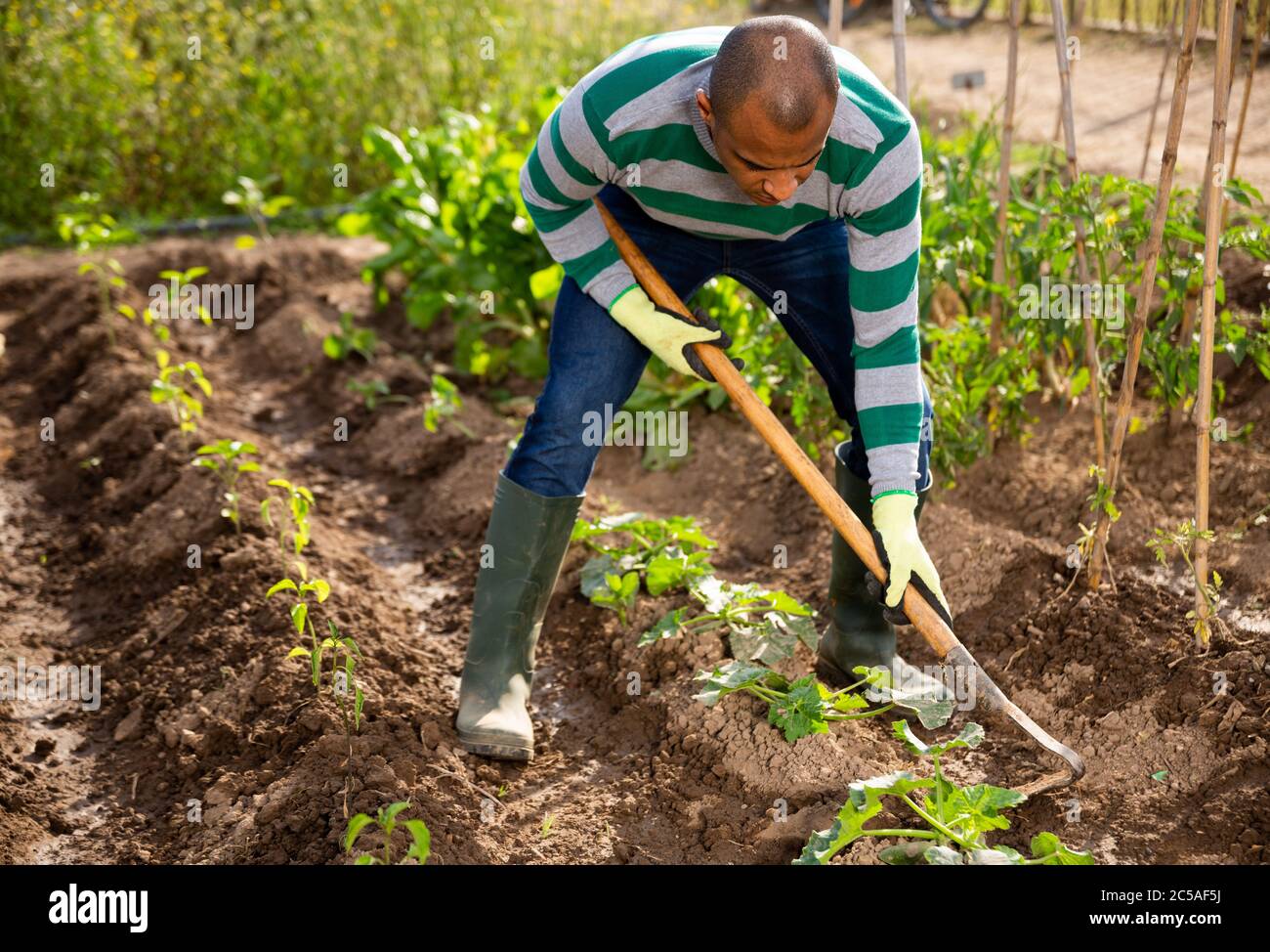 Portrait of working Indian with hoe on farm field Stock Photo - Alamy