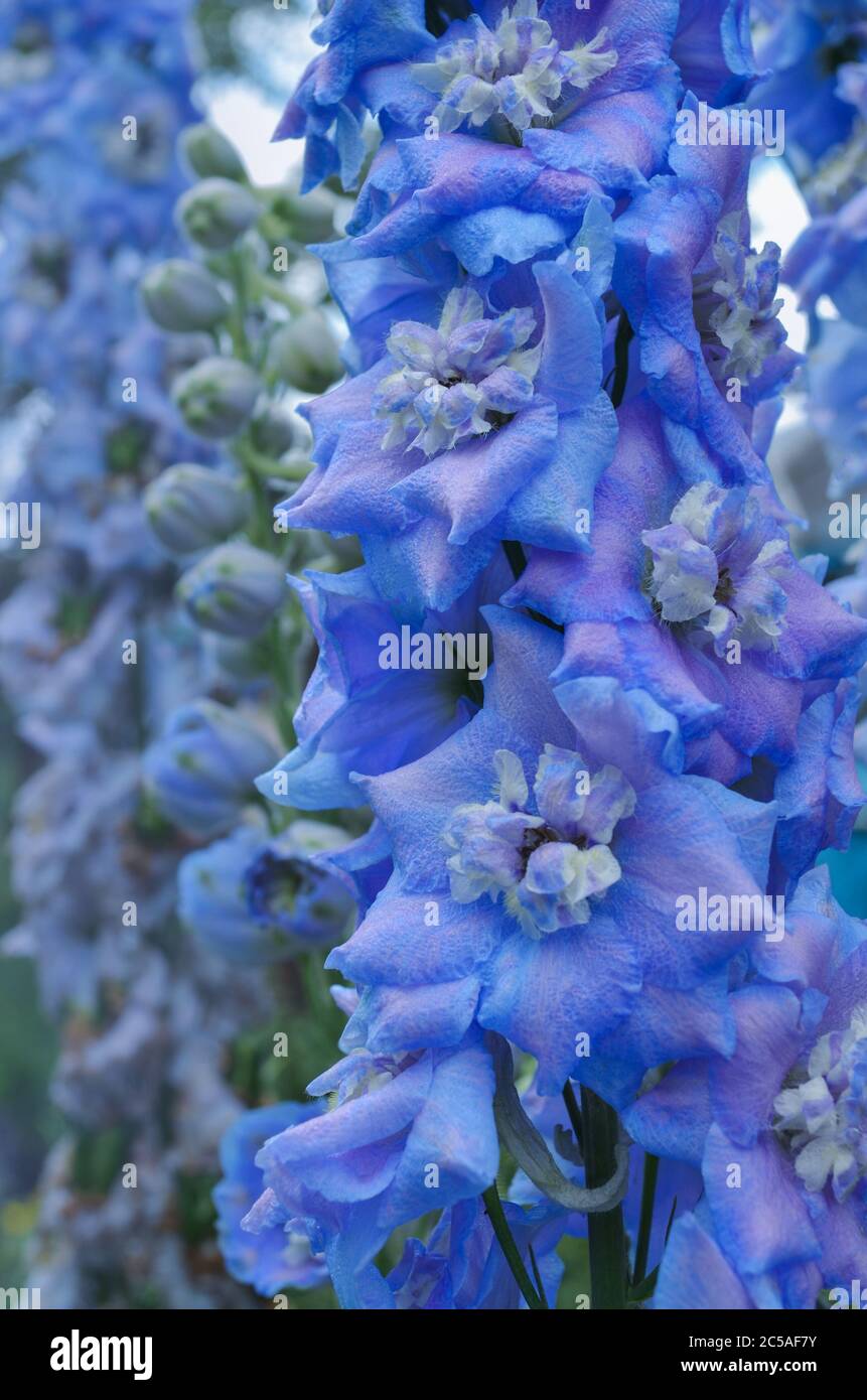 Delphinium blue grows in the garden. Double delphinium blue flower ...
