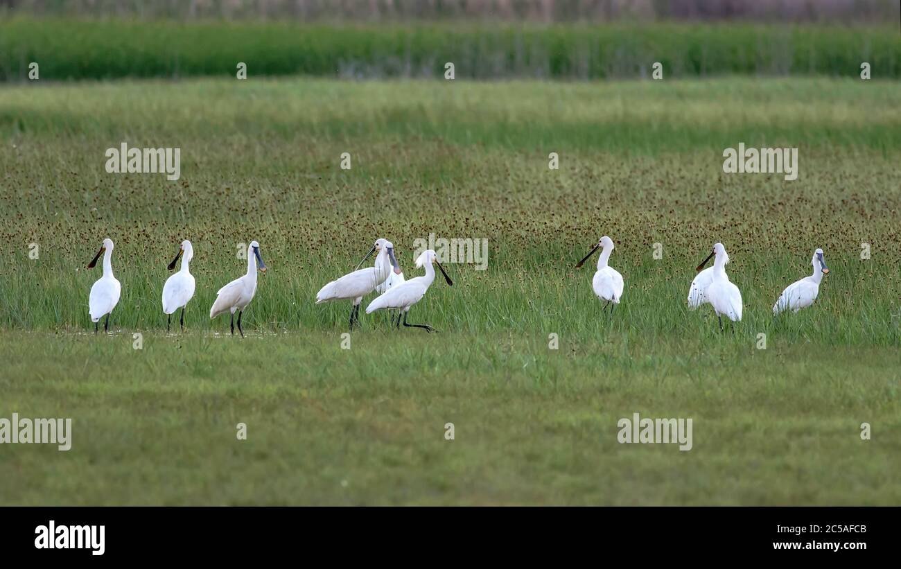 Nature and birds. Green nature habitat background. Birds: Eurasian ...