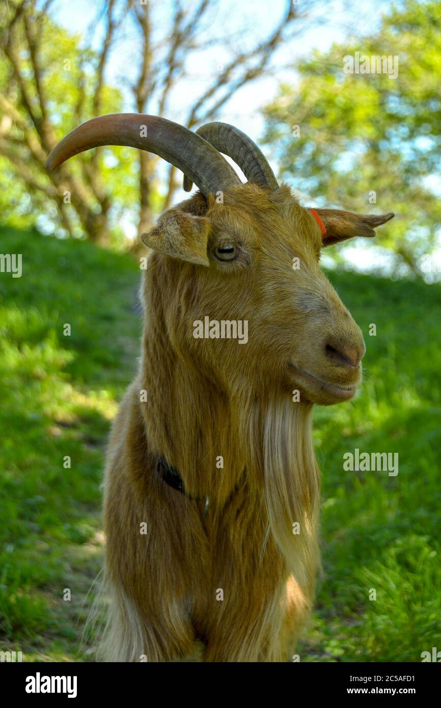Goat long horns hi-res stock photography and images - Alamy