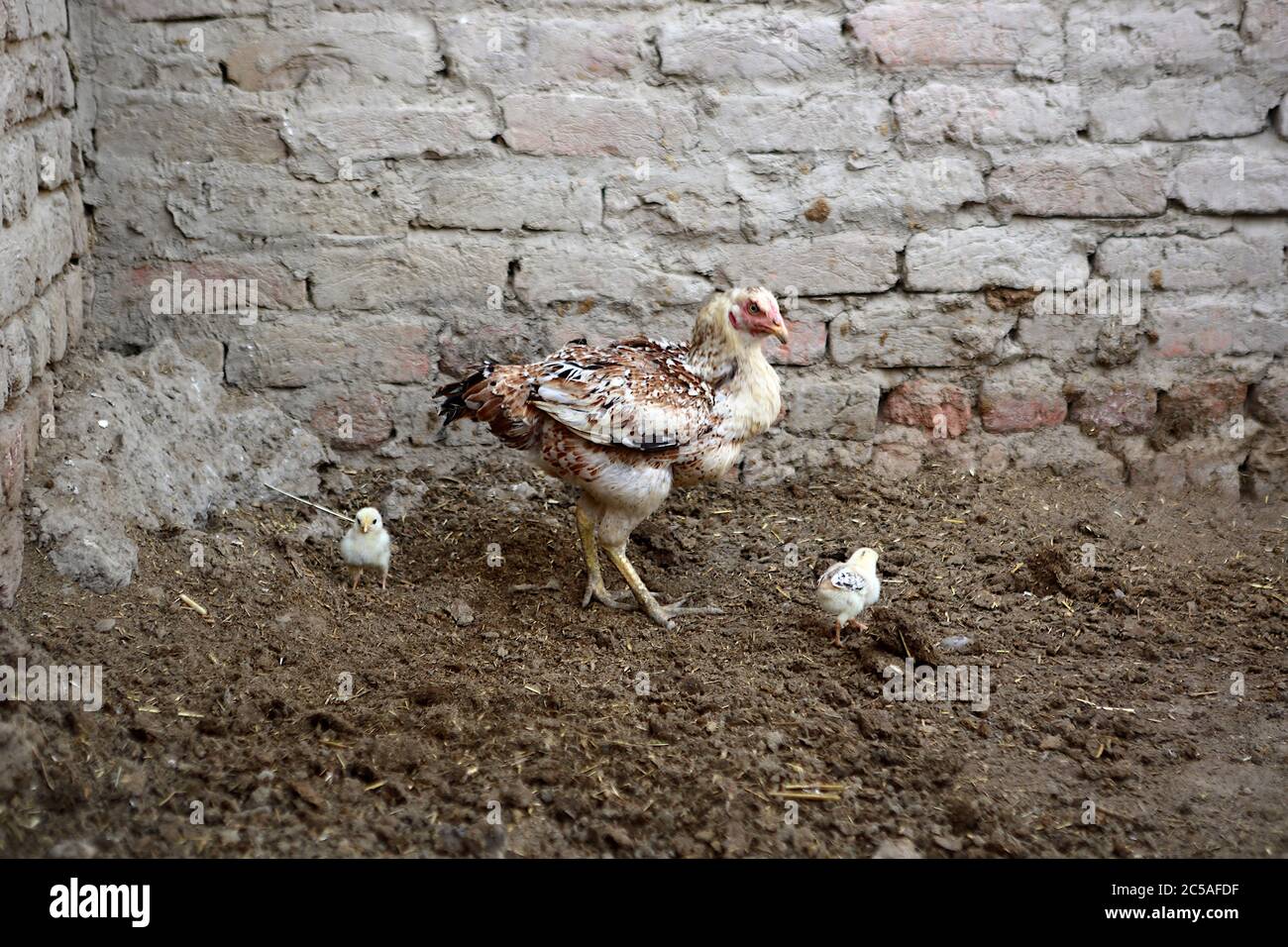 Mother hen with two baby chicks Stock Photo - Alamy
