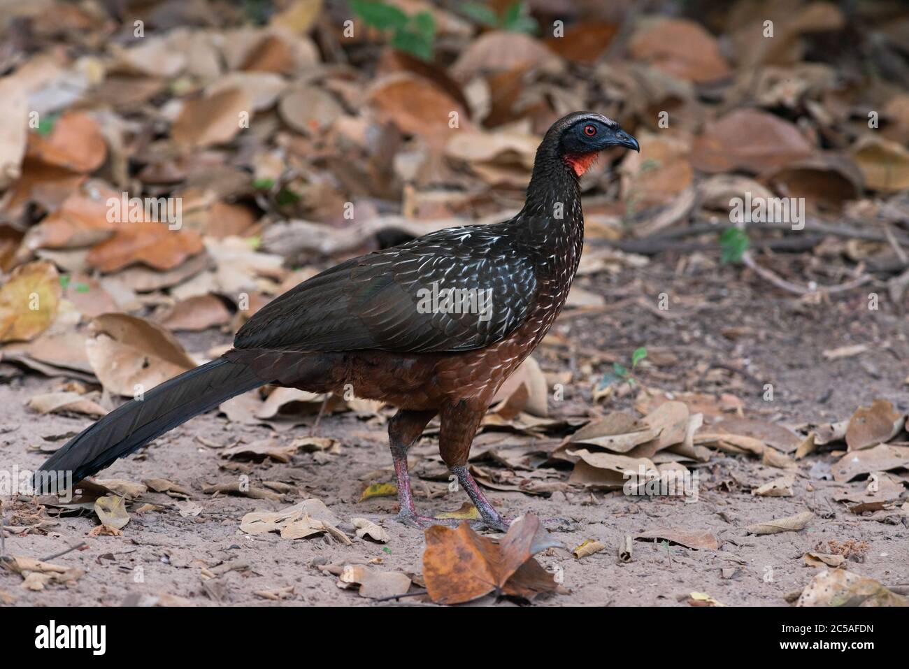 An endangered Chestnut-bellied Guan (Penelope ochrogaster) from North ...