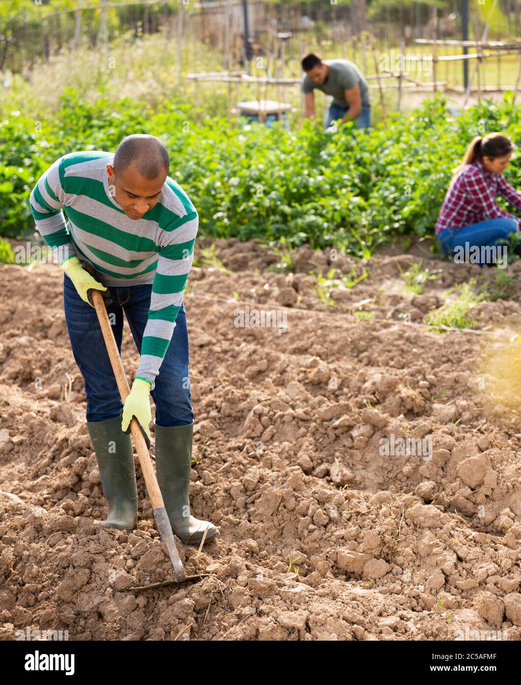 Young indian man gardener working at land with garden mattock outdoor ...
