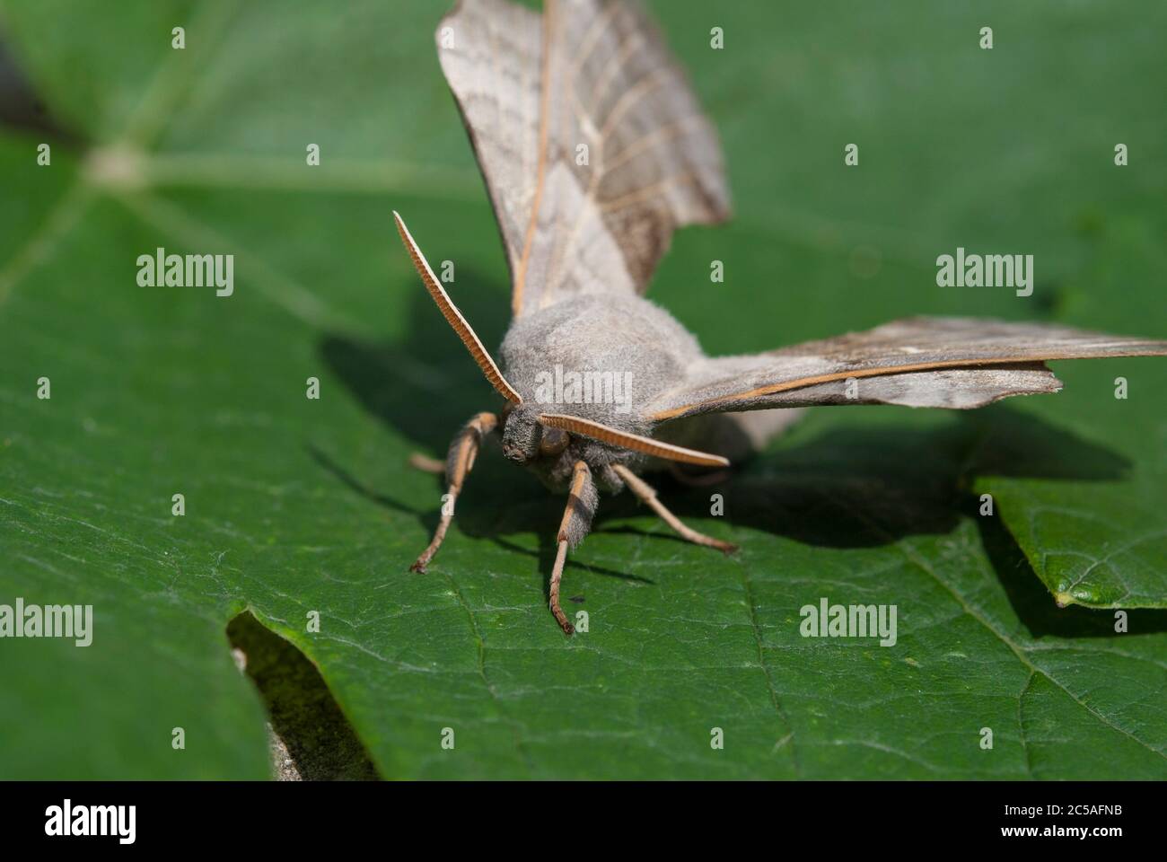 The Poplar Hawk-Moth (Laothoe populi Stock Photo - Alamy