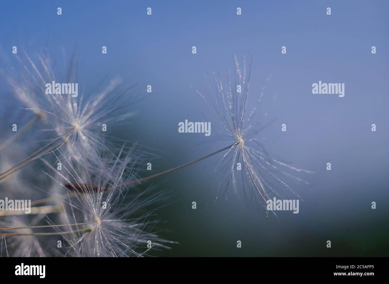 Dandelion seed flying away in the sky with copy space Stock Photo - Alamy