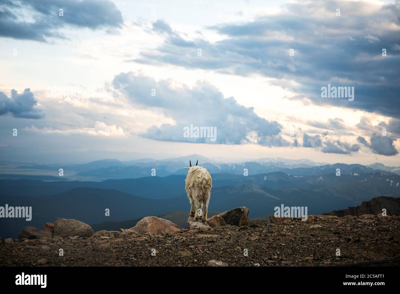 Mountain goat on the hill/mountain with beautiful view Stock Photo - Alamy