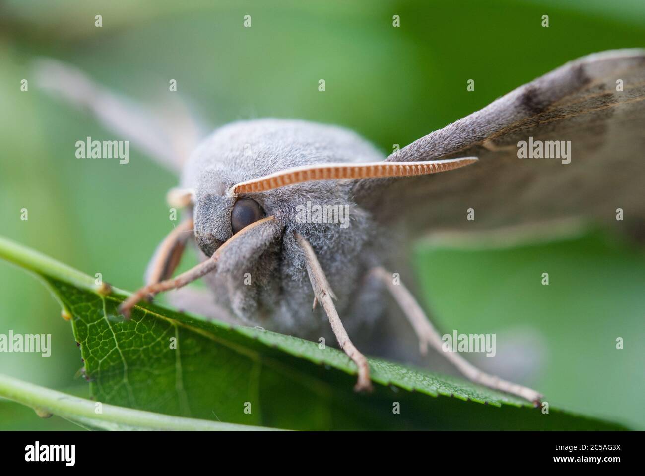 The Poplar Hawk-Moth (Laothoe populi Stock Photo - Alamy