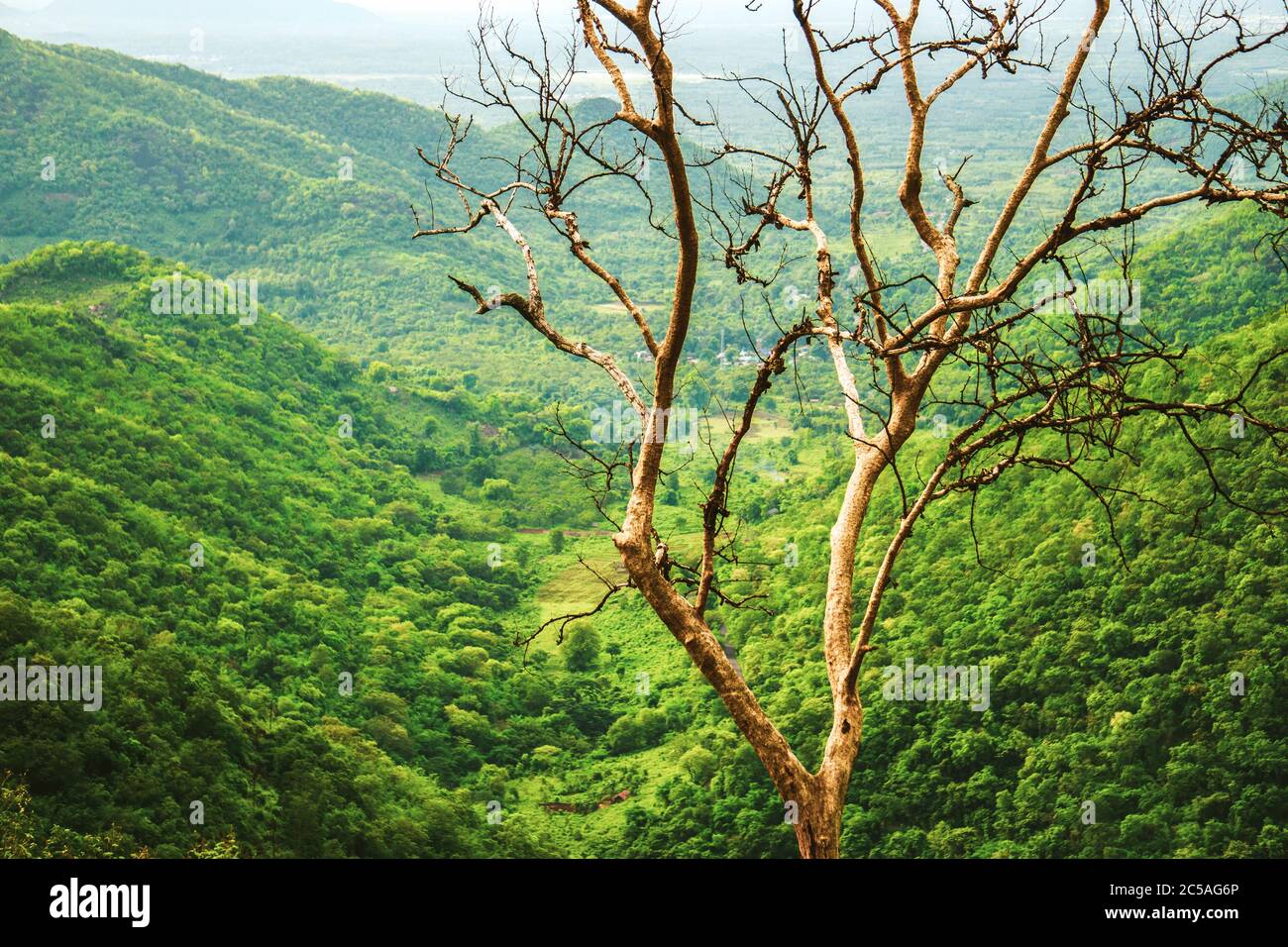In river behind pine tree hi-res stock photography and images - Alamy