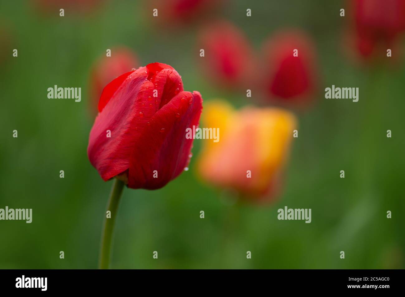 Mix of spring tulips flowers. Mixed color tulips in garden. Landscape ...