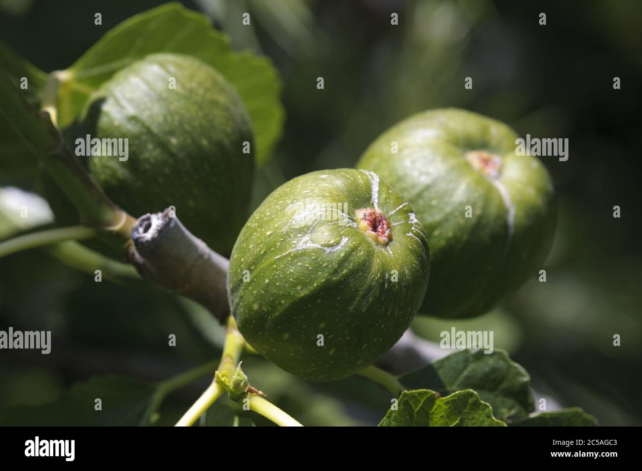 Macro shot of unripe figs on a tree branch - perfect for background ...
