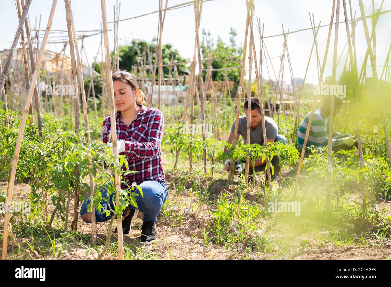 Skilled latin american woman horticulturist tying up tomato plants to supporting stakes on ...