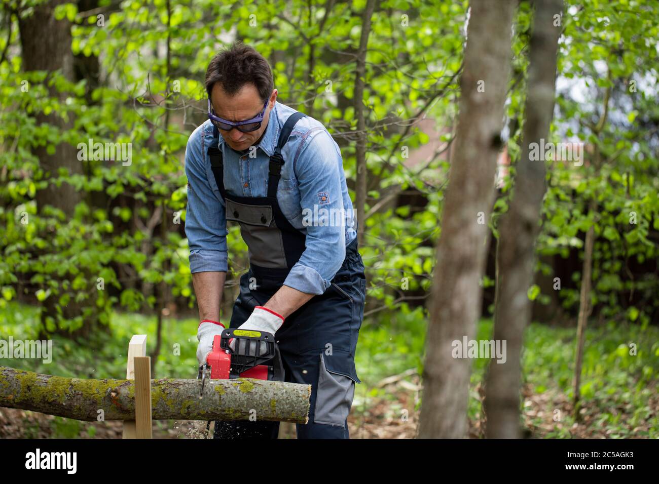 man in overalls saws wood with chain saw using sawhorse in woodland ...