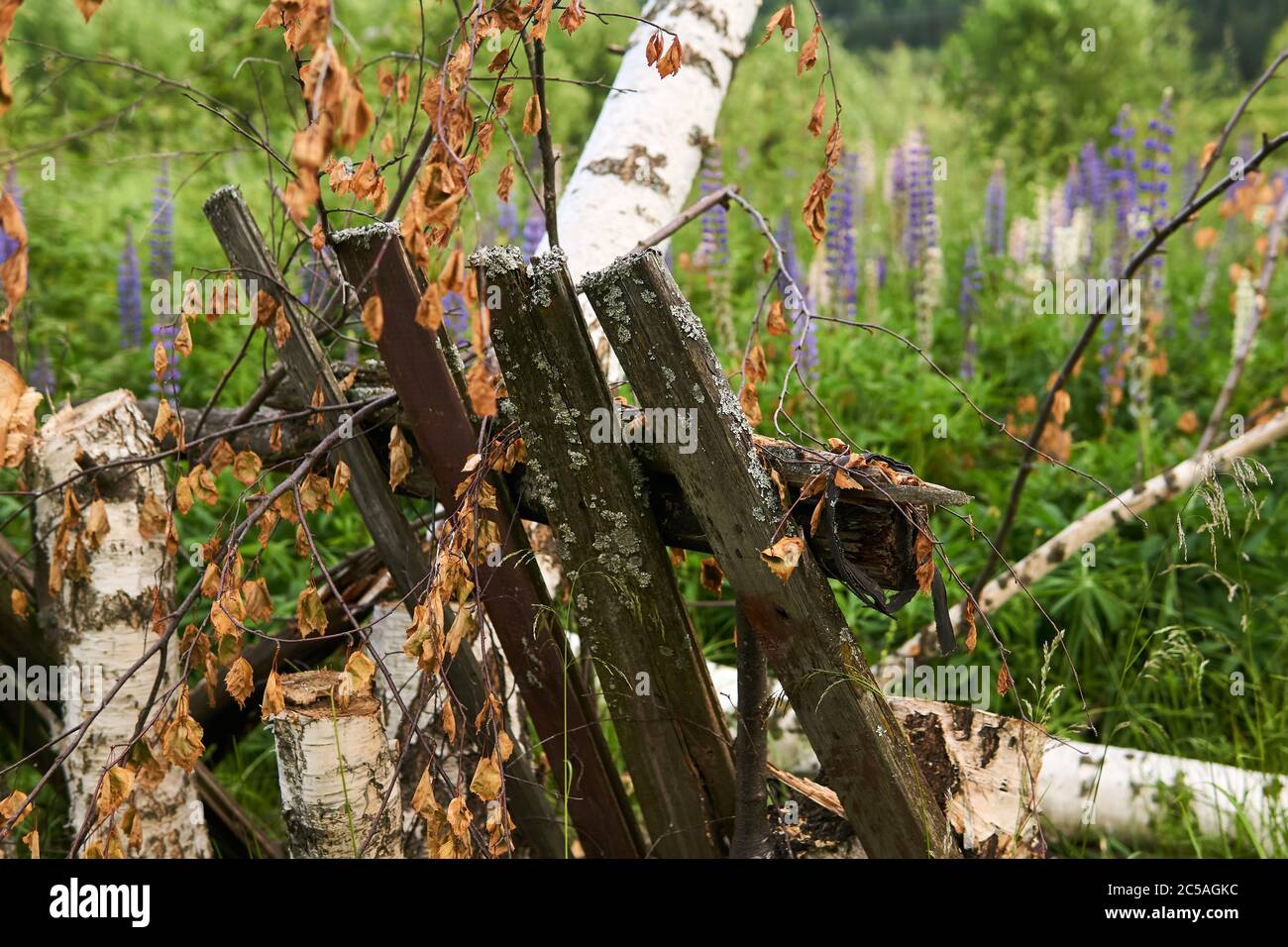 rustic background - a destroyed fence in an abandoned garden on the ...