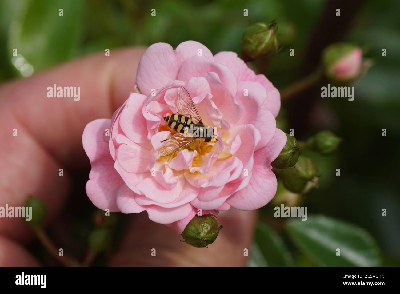 Female hoverfly Eupeodes corollae on a flower of the fairy rose (rosa ...