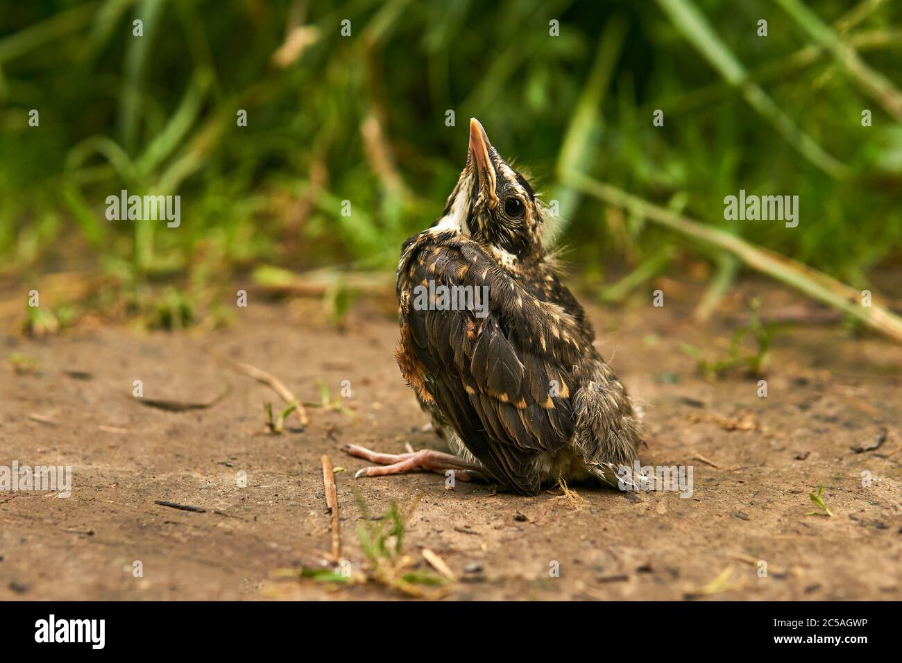 Fledgling robin hi-res stock photography and images - Alamy