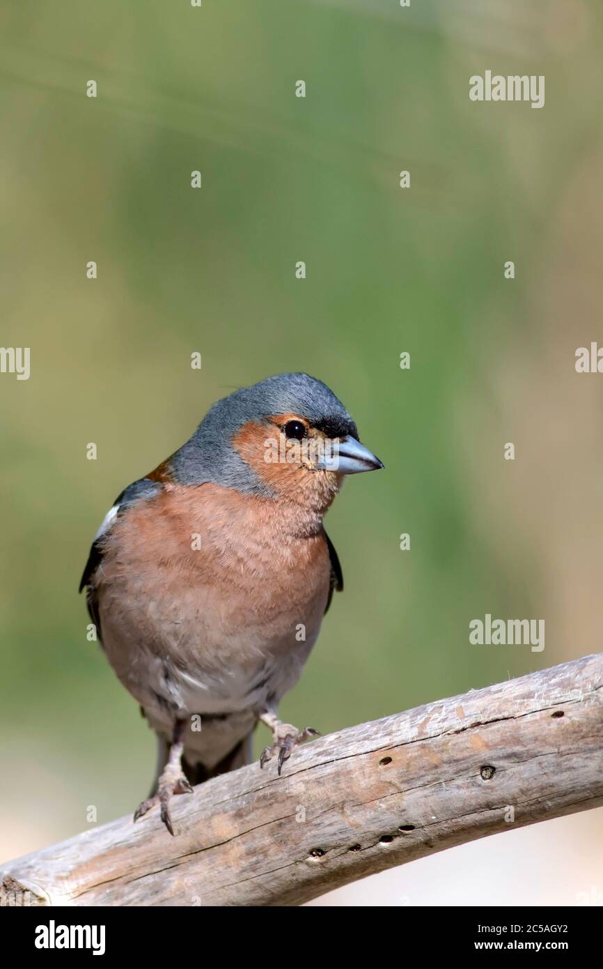 Cute bird common Chaffinch. Green nature background. Fringilla coelebs ...