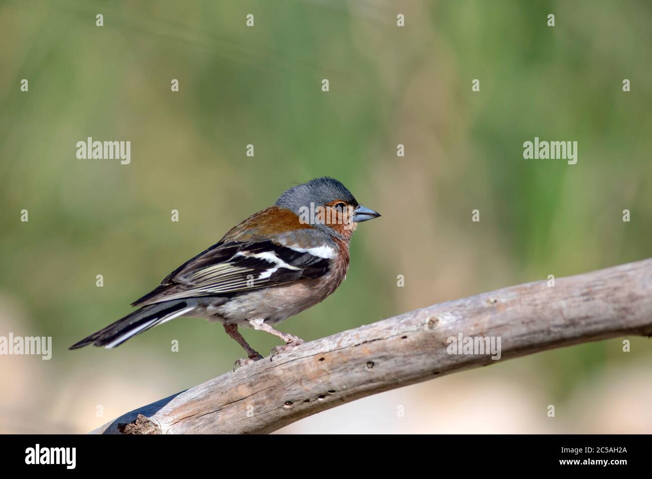 Cute bird common Chaffinch. Green nature background. Fringilla coelebs ...