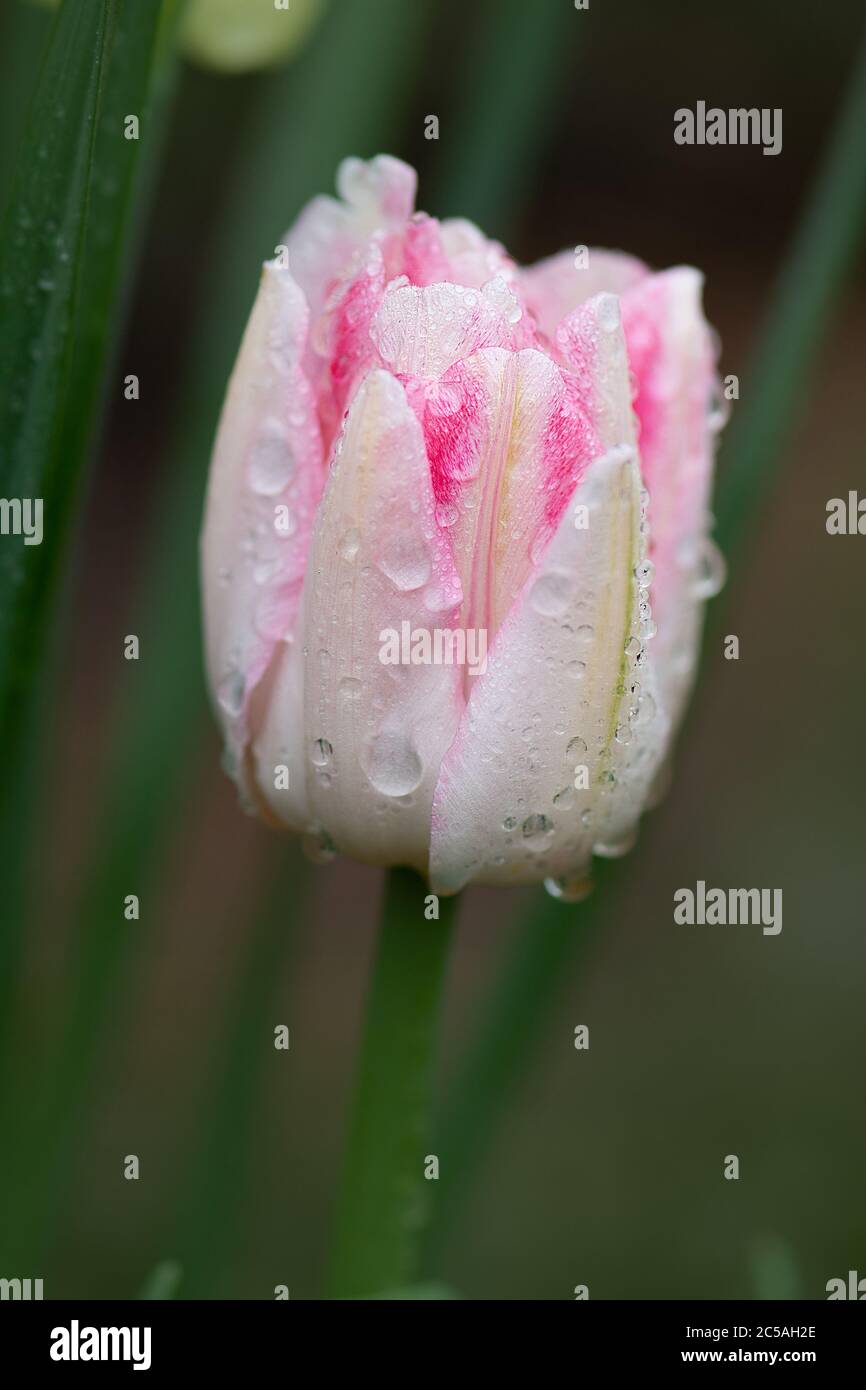 Beautiful double pink tulip Double Shirley. Pink peony flowered double ...
