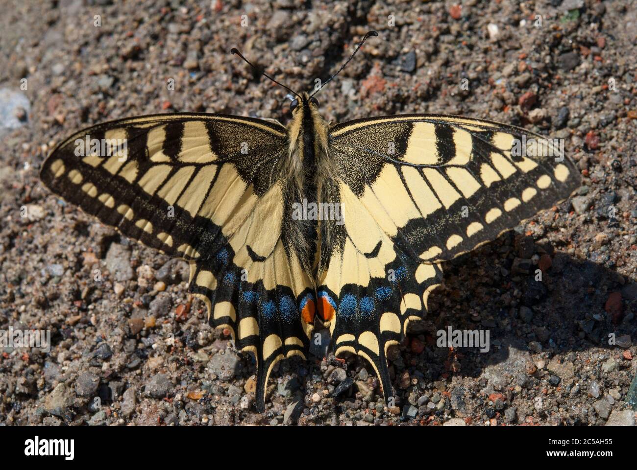 The Old World swallowtail (Papilio machaon Stock Photo - Alamy