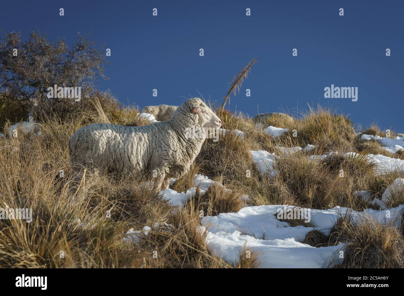 Goat sheep merino hi-res stock photography and images - Alamy