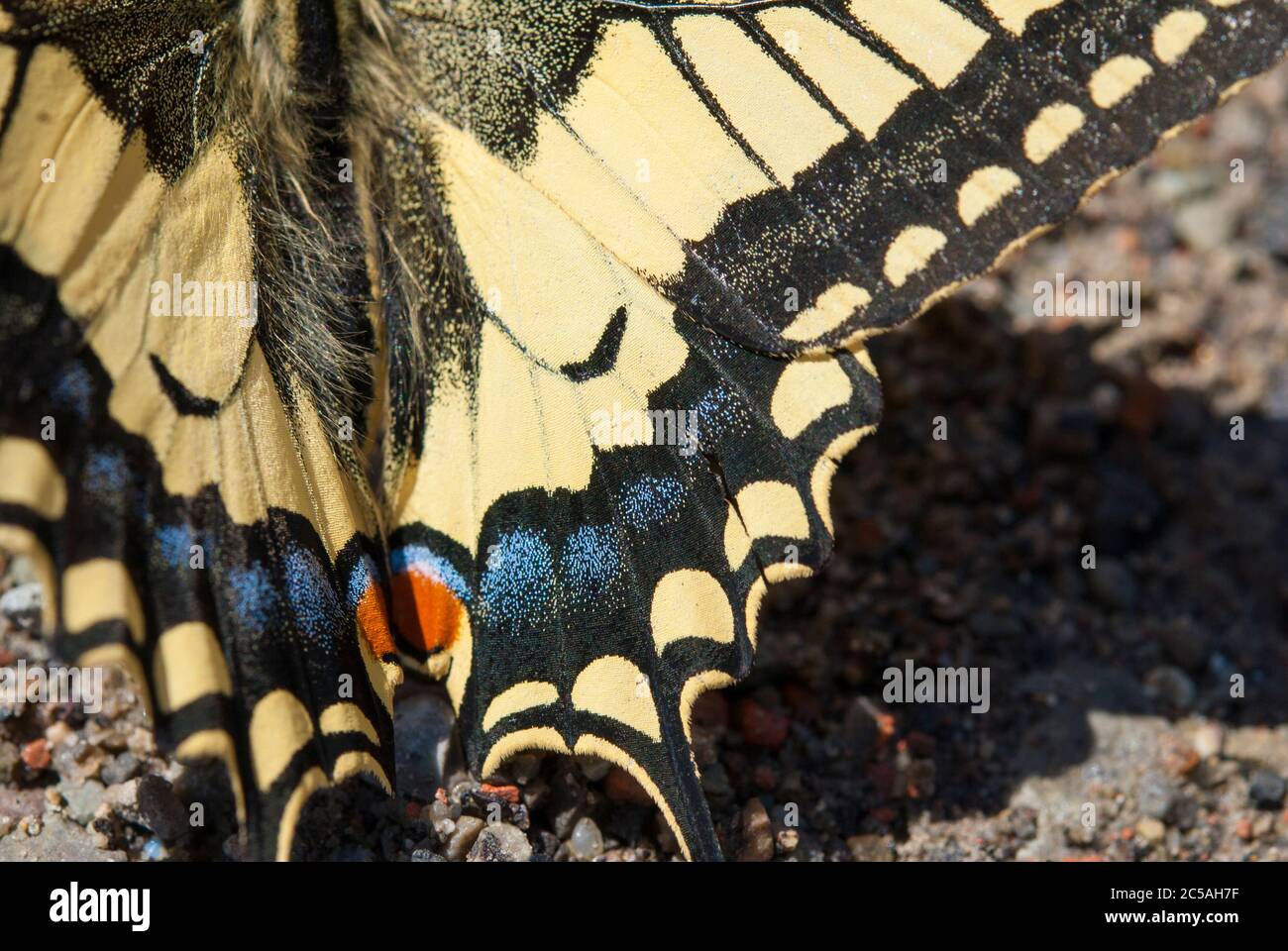 The Old World swallowtail (Papilio machaon Stock Photo - Alamy