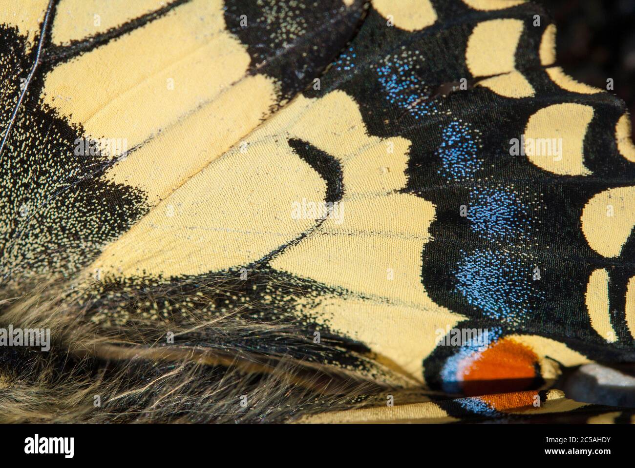 The Old World swallowtail (Papilio machaon Stock Photo - Alamy