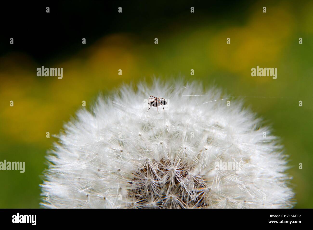 Dandelion spider hi-res stock photography and images - Alamy