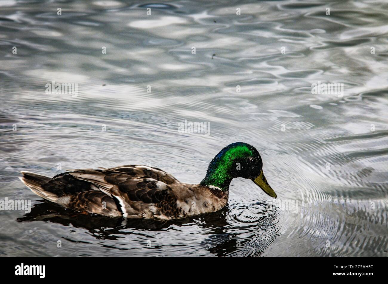 Straiton walk hi-res stock photography and images - Alamy