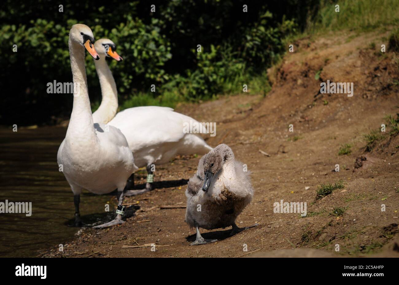 Straiton walk hi-res stock photography and images - Alamy