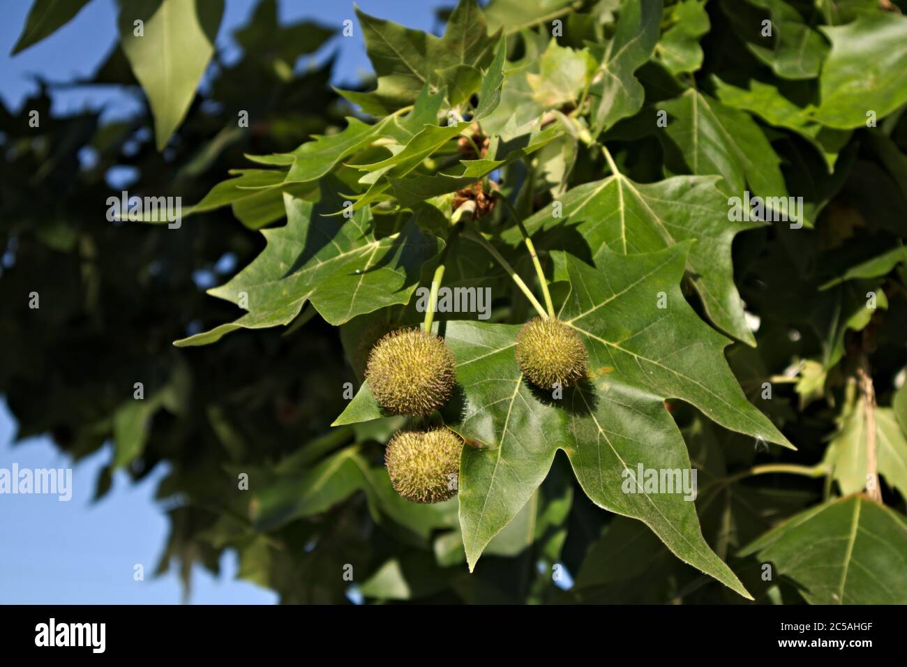 Fruits and leaves of a tree of the Platanus × acerifolia type that ...