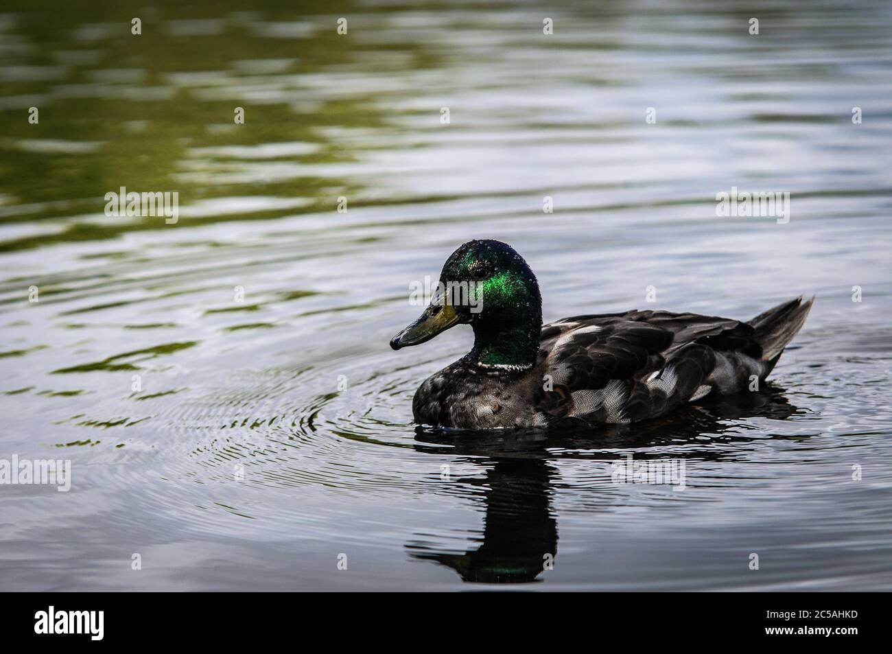Straiton walk hi-res stock photography and images - Alamy