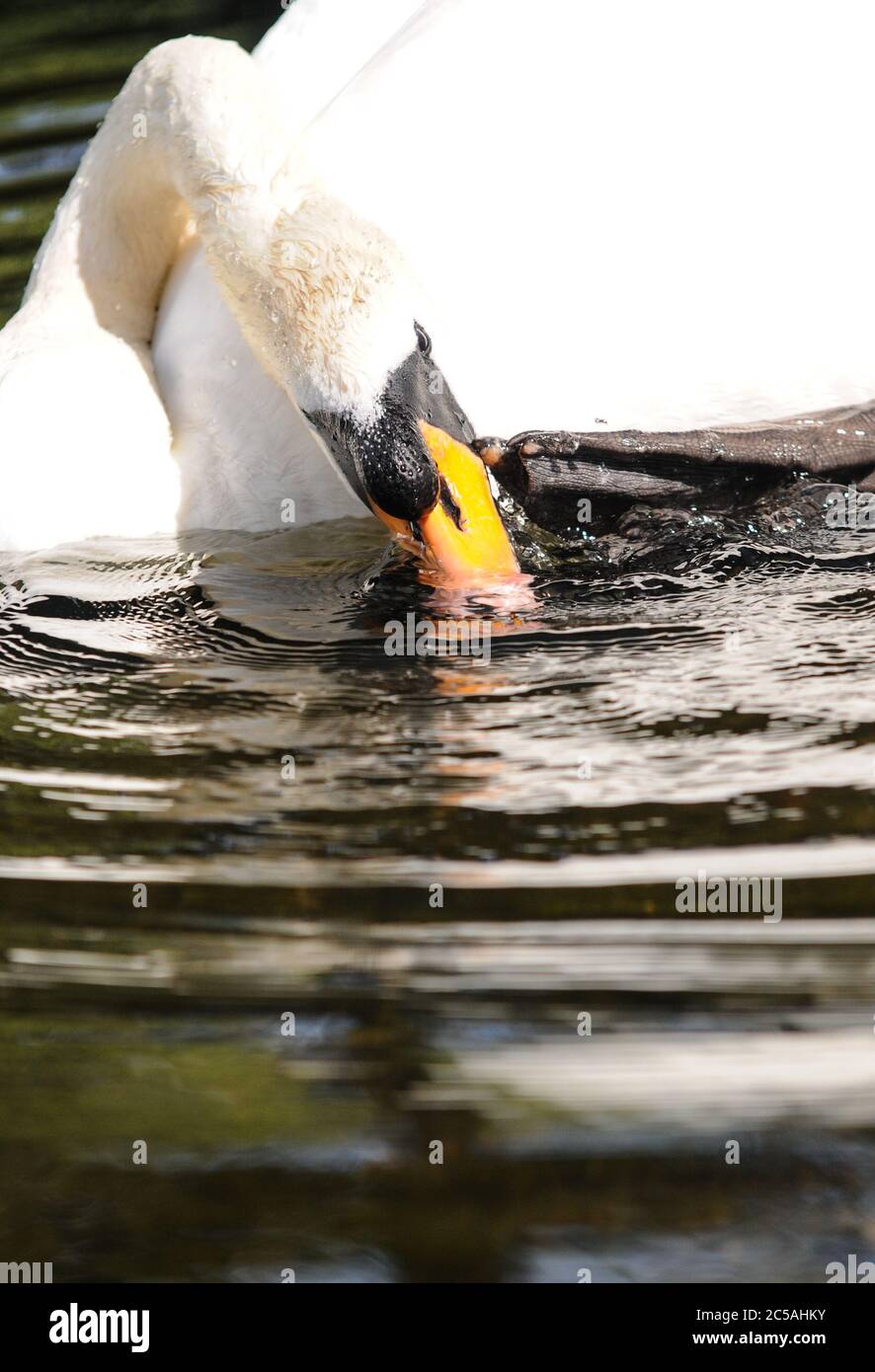 Straiton walk hi-res stock photography and images - Alamy