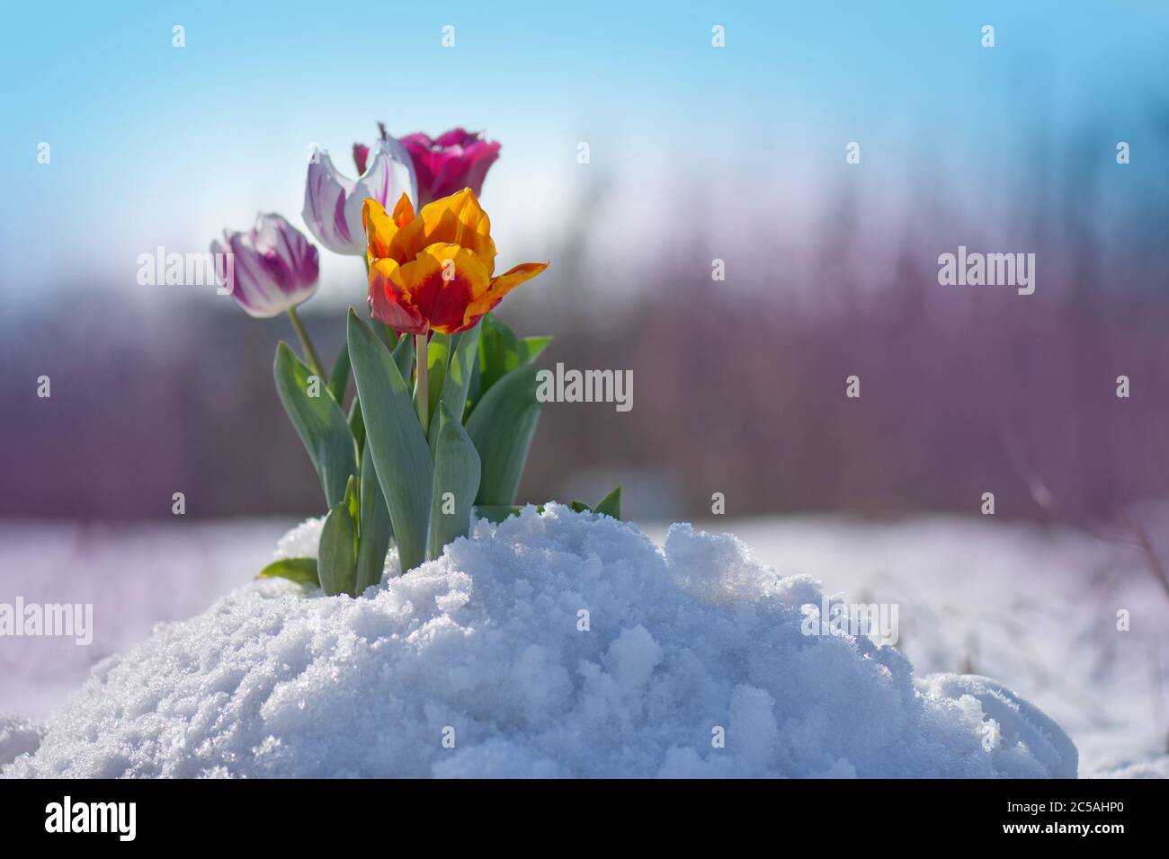 Mixed color tulips under spring snow in april. Abnormal precipitation ...