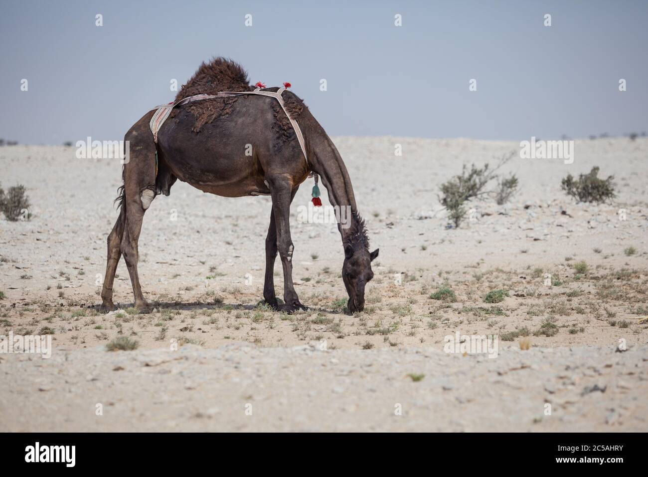 Camels in desert qatar middle hi-res stock photography and images - Alamy