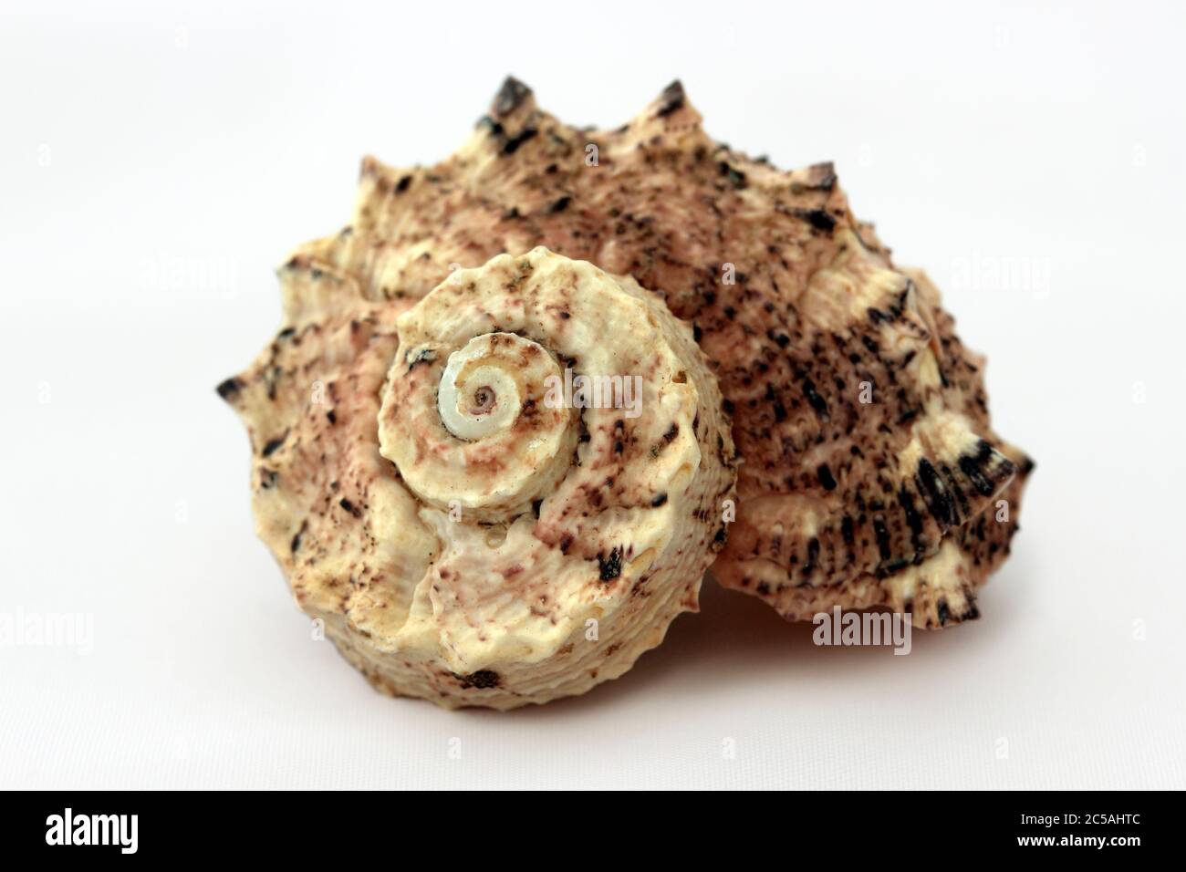Seashell washed out hi-res stock photography and images - Alamy