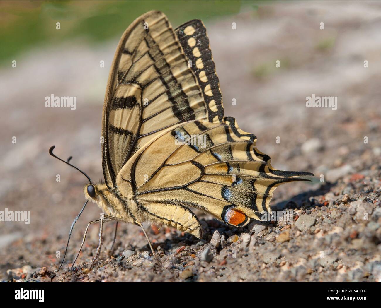 The Old World swallowtail (Papilio machaon Stock Photo - Alamy